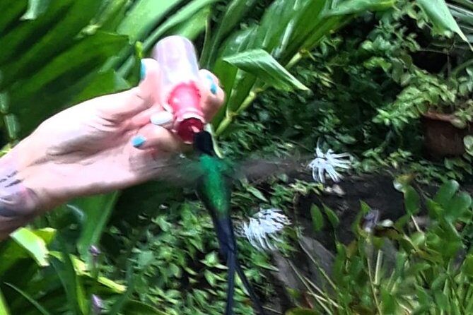 Negril Hilite Ricks Cafe and Humming Garden from Negril - The Flexibility of the Itinerary