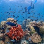 Nemo Island Experience with Drone Photos and Lunch - Authentic Experiences and Traveler Feedback