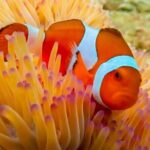 Nemo Island Full Day Tour by Speedboat with Snorkeling Experience - The Value of This Tour