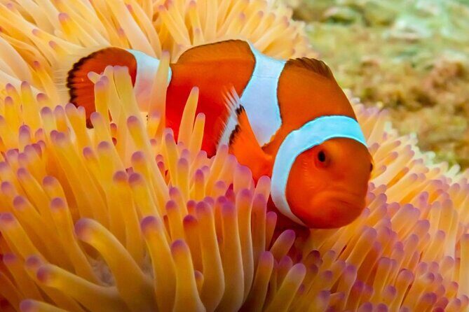 Nemo Island Full Day Tour by Speedboat with Snorkeling Experience - The Value of This Tour