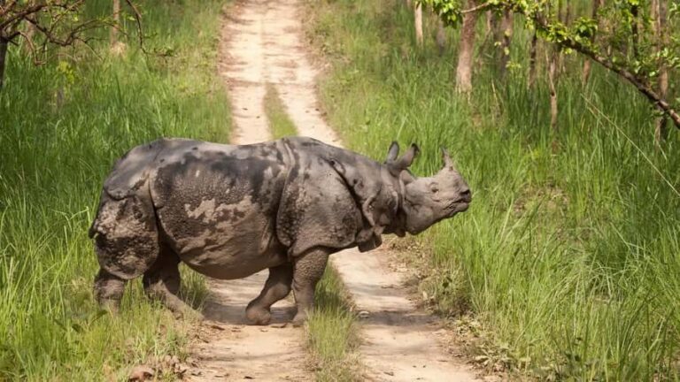 Nepal Tour: Kathmandu, Pokhara & Chitwan Park - Exploring Kathmandu: The Heart of Nepali Culture