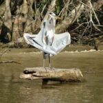 New Orleans: Honey Island Swamp Tour - The Value of the Honey Island Swamp Tour