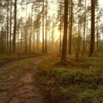 New River Gorge: Paintball Experience with Gear - What Does the Tour Include?