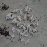 N&G Providenciales Island Tours of Turks and Caicos - Who Is This Tour Best For?