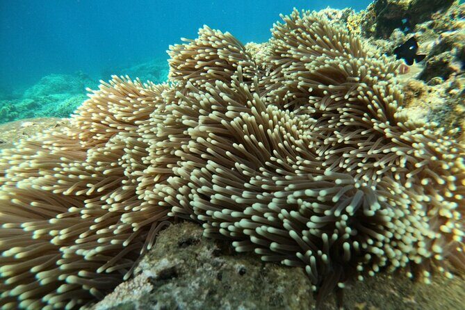 Nha Trang: Private fishing tour: Snorkeling - Fishing -Mini Beach - An In-Depth Look at the Experience