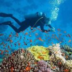 Nha Trang Scuba Diving Tour 2 Dives and Lunch Included - The Experience: What Travelers Can Expect