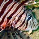 Night dive from the beach ( Start at Ko Kut) - The Sum Up: Who Is This Tour Best For?