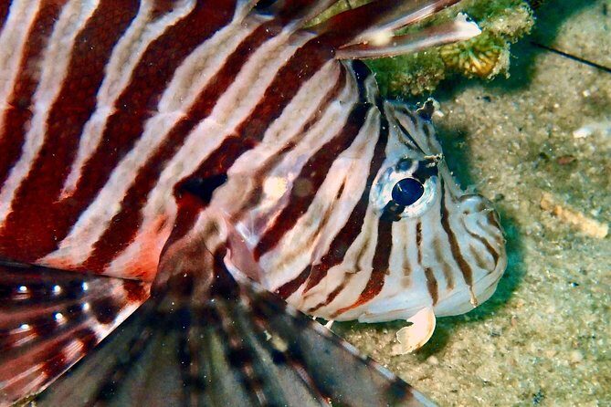Night dive from the beach ( Start at Ko Kut) - The Sum Up: Who Is This Tour Best For?