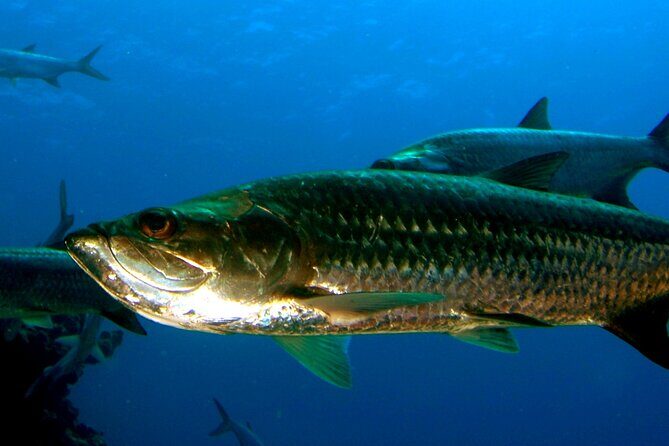 Night Kayak Tour St. John - Westin Resort - The Sum Up
