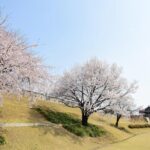 [Night Private Tour] Suwon Cherry Blossom & Hwaseong Fortress - Analyzing the Value