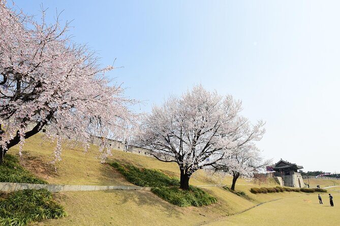 [Night Private Tour] Suwon Cherry Blossom & Hwaseong Fortress - Analyzing the Value