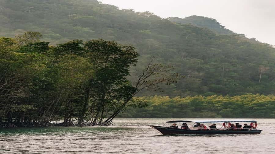Night Safari Mangrove Tour with Guide & BBQ Buffet - What Makes It Special?