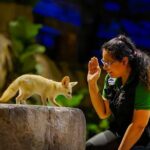 Night Safari Singapore Skip the Line Tickets with Tram Ride - The Sum Up: Is It Worth It?