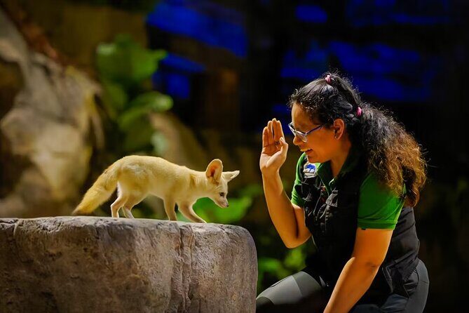 Night Safari Singapore Skip the Line Tickets with Tram Ride - The Sum Up: Is It Worth It?