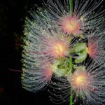 Night Tour in Iriomote: Watch the One-Night Flower Sagari-bana - Practicalities and Tips for Travelers