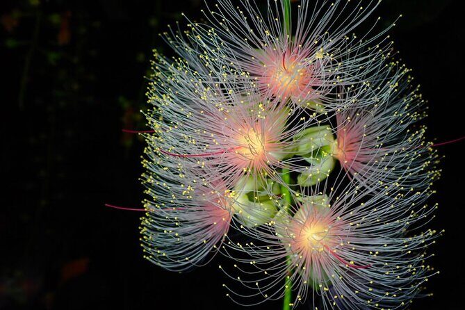 Night Tour in Iriomote: Watch the One-Night Flower Sagari-bana - Practicalities and Tips for Travelers