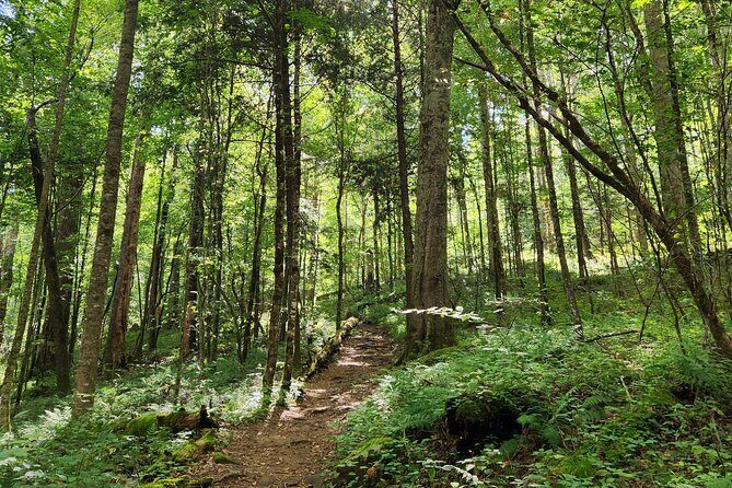 Nighttime Forest Firefly Hike - What Travelers Say