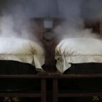 Nihonmatsu: Daishichi Sake Brewery Tour and Tasting - Practical Details and Tips