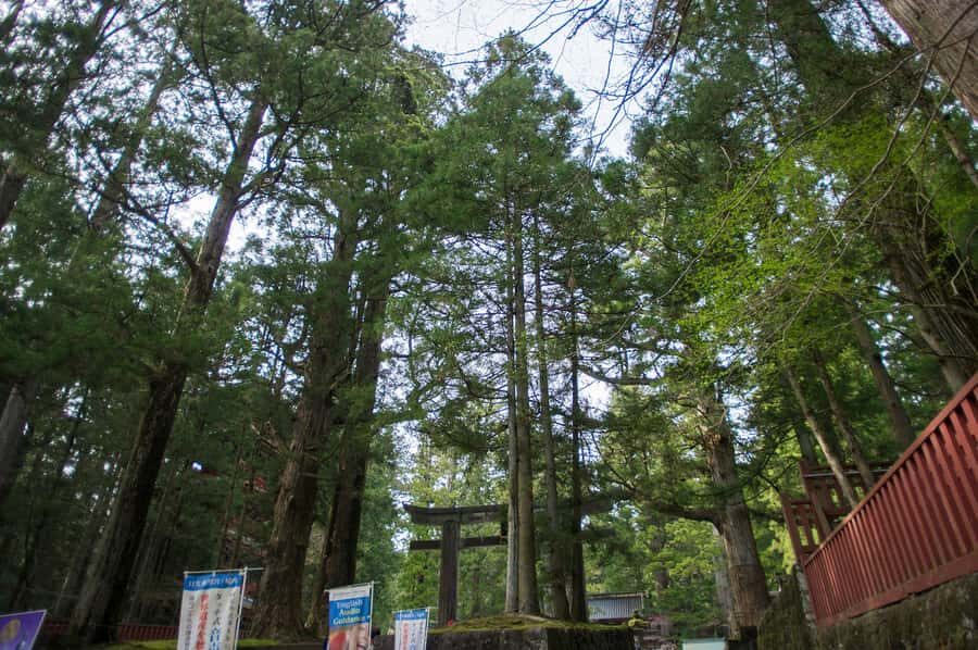 Nikko: Full-Day Private Tour with Local Lunch & Hotel Pickup - Who is This Tour Best For?