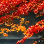 Nikko Private Sightseeing Customized English Day Tour - Who Should Consider This Tour?