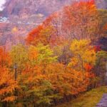 Nikko: Shrine, Waterfall and Autumn Leaves by Car (Private Tour) - Who Should Consider This Tour?