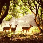 Ninh Binh: Cuc Phuong National Park 1 Day Small Group - What Makes This Tour Stand Out?