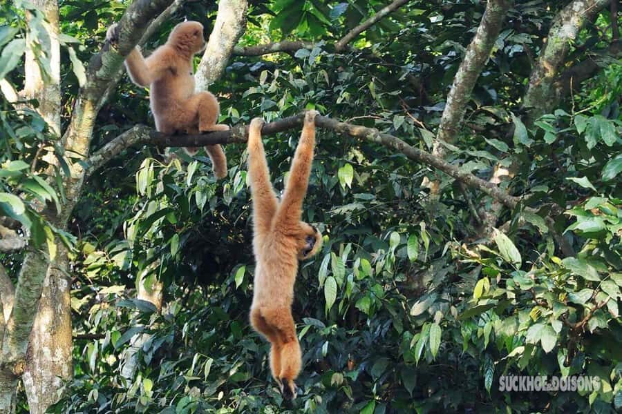 Ninh Binh: CUC PHUONG Park Jungle Hike Day Tour, SMALL GROUP - What Does the Tour Offer in Terms of Value?