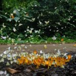 Ninh Binh: Wildlife, Jungle Hike, Cuc Phuong Park Guide Tour - The Value of the Experience