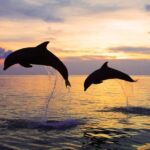 North Bali: Dolphin, Ulun Danu Temple, & Banyumala Waterfall - The Authentic Experience