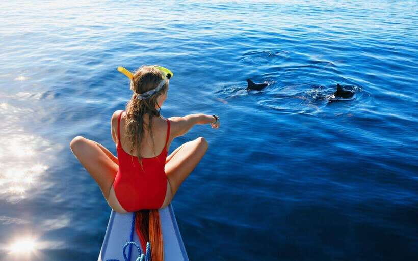 North Bali: Dolphin Watching and Snorkeling Tour - The Full Experience: What to Expect