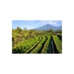 North Bali: Walking on the expanse of jati luwih rice fields - A detailed look at what this tour offers