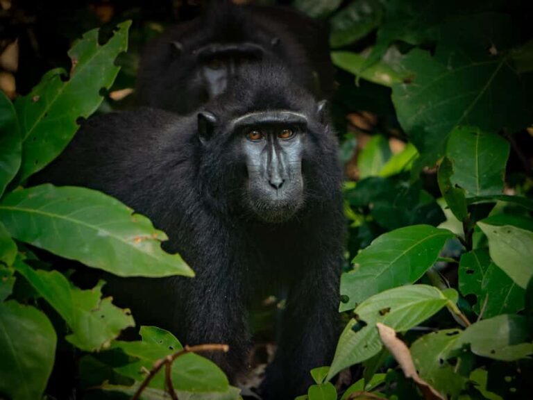 North Sulawesi, Bitung: Tangkoko Wildlife Adventure - The Tangkoko National Park Trek