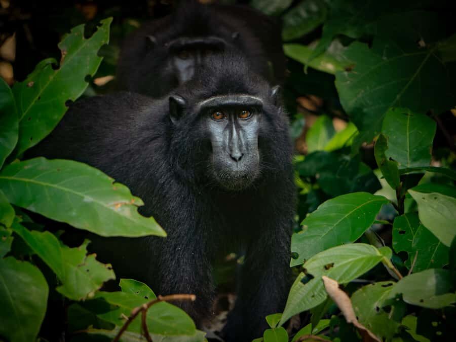 North Sulawesi, Bitung: Tangkoko Wildlife Adventure - The Tangkoko National Park Trek