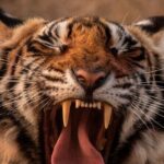 Northern Indian Tapestry On Private Jet - Who Will Love This Tour?