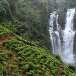 Nuawara Eliya Horton Plains Tea Plantaition and Water Fall with Lunch - Who Will Love This Tour?