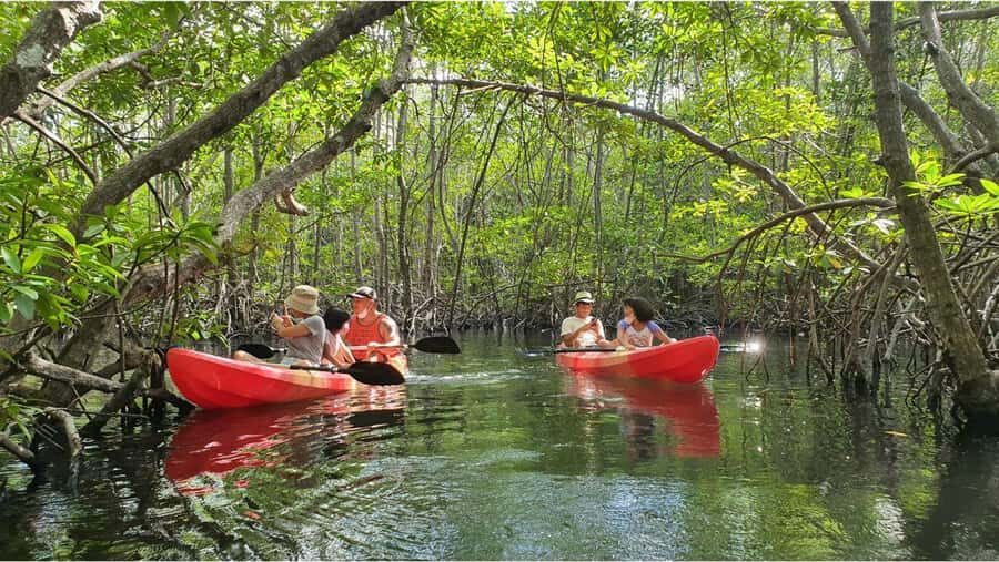 Nusa Dua: Suwung Mangrove Glass Bottom Boat Tour - What You Can Expect from the Tour