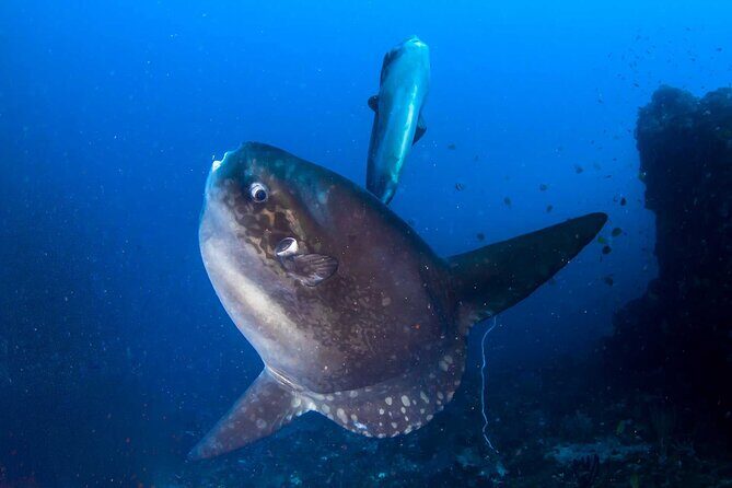 Nusa Penida 3 Fun Dives Boat Trip (For Certified Divers) - Frequently Asked Questions