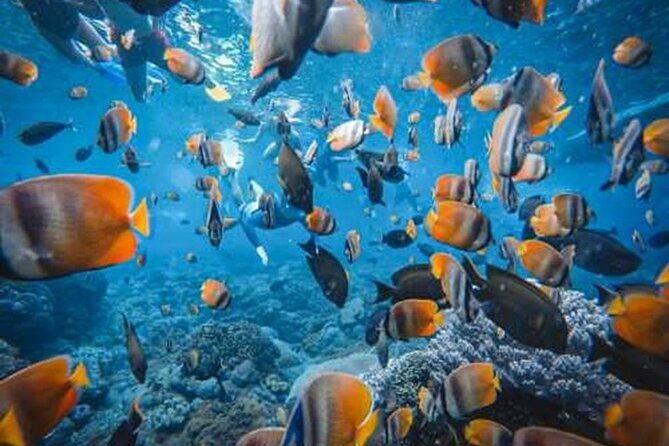 Nusa Penida 4 Spot Snorkeling Adventure and Land Tour Combo - Who Will Love This Tour?