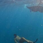 Nusa Penida: Manta Point Snorkeling with Lunch and Pick Up - Snorkeling at Manta Point: The Main Attraction