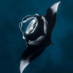 Nusa Penida: Snorkel 3 Spots w/ GoPro & Mangrove Paddle Tour - Snorkeling Experience and Logistics