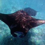 Nusa Penida:West Land Tour & Manta Bay Snorkeling with Lunch - The Practical Side: What You Need to Know