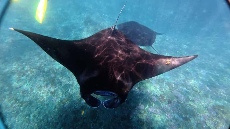 Nusa Penida:West Land Tour & Manta Bay Snorkeling with Lunch - The Practical Side: What You Need to Know