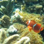 Nusapenida Snorkeling and Land Tour - Exploring the Itinerary: What You’ll Actually Do