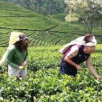 Nuwara Eliya 2 Tea Factory Tea Test &Pick 2 Waterfalls Nature Day - Authenticity & Value
