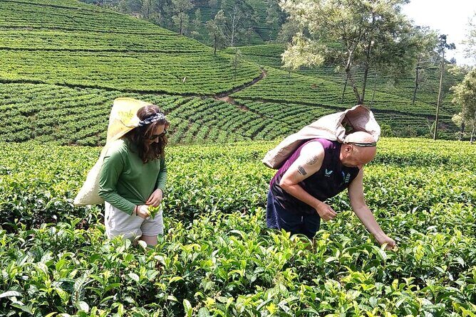 Nuwara Eliya 2 Tea Factory Tea Test &Pick 2 Waterfalls Nature Day - Authenticity & Value