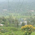 Nuwara Eliya: 8Hrs Tuk Tuk Tour to Waterfalls & Tea Tasting - Who Would Love This Tour?