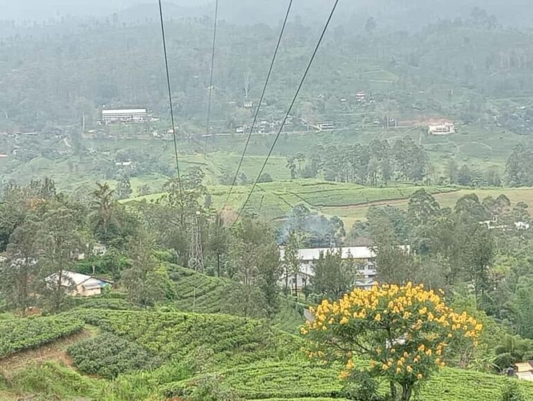 Nuwara Eliya: 8Hrs Tuk Tuk Tour to Waterfalls & Tea Tasting - Who Would Love This Tour?