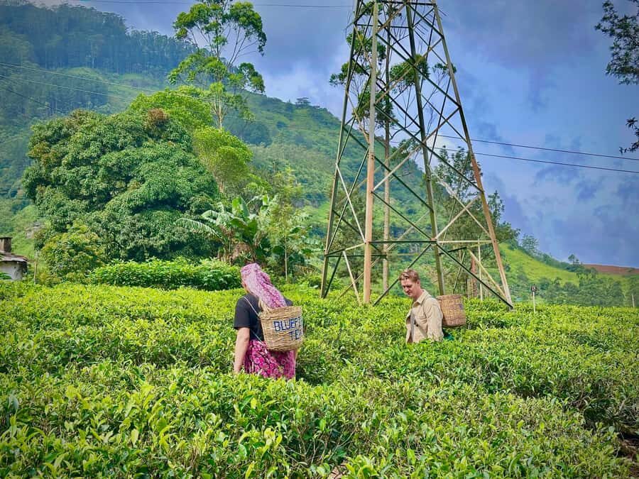 Nuwara Eliya Highlights: Tea, Coffee & Waterfalls - What the Tour Feels Like
