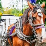 NYC: Guided Central Park Horse Carriage Ride - What to Expect During the Tour