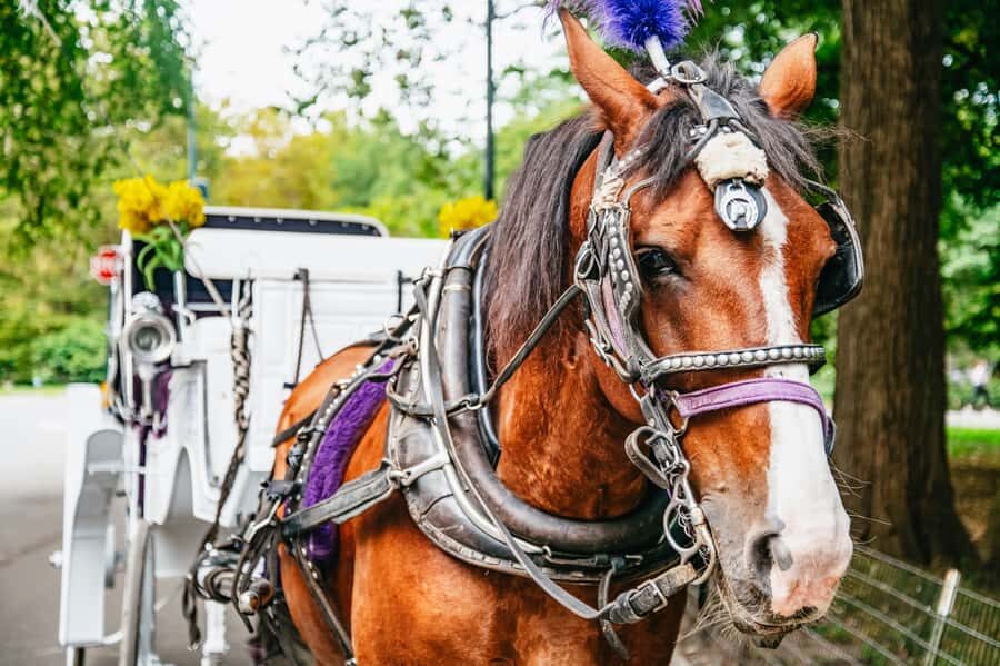 NYC: Guided Central Park Horse Carriage Ride - What to Expect During the Tour